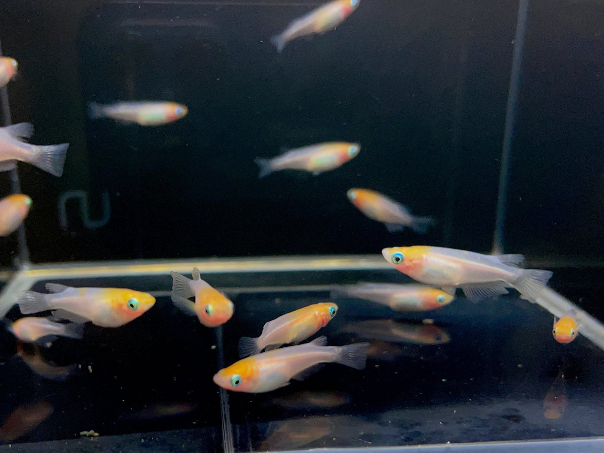 Medaka Koi Ricefish - Colorful Freshwater Fish for Sale – Aqua Huna