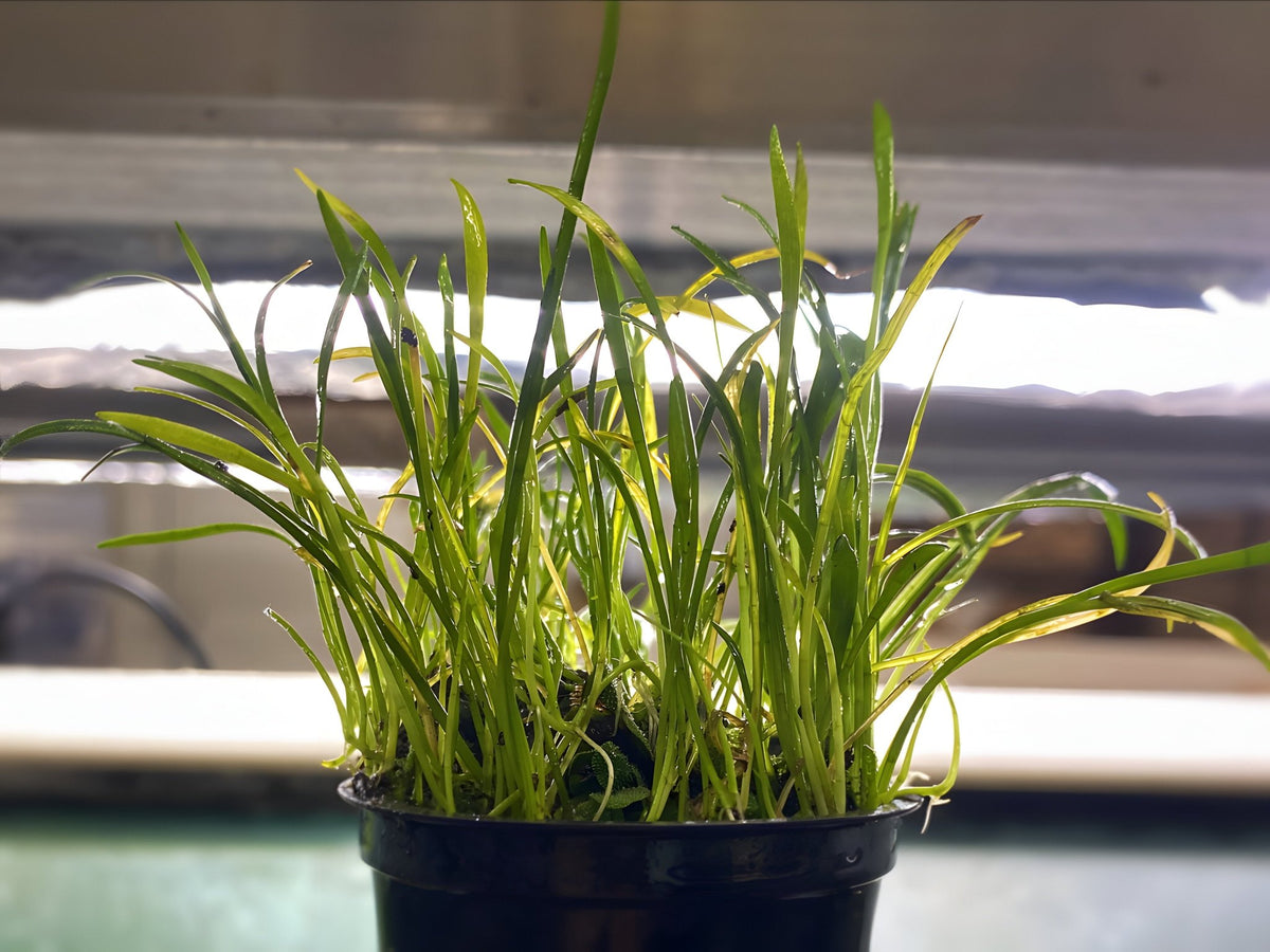 Micro Sword (Potted Plant) - Lush Aquatic Greenery – Aqua Huna