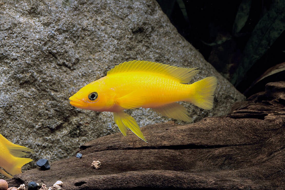 Neolamprologus Leleupi (2.5") -Sunshine Lemon Yellow Cichlid – Aqua Huna