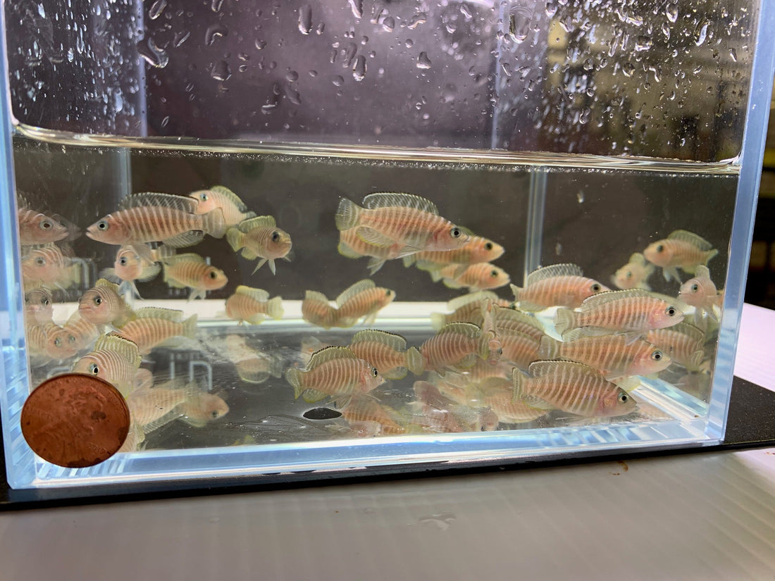 Neolamprologus similis (1.5"-2") - Zebra Shell Dweller