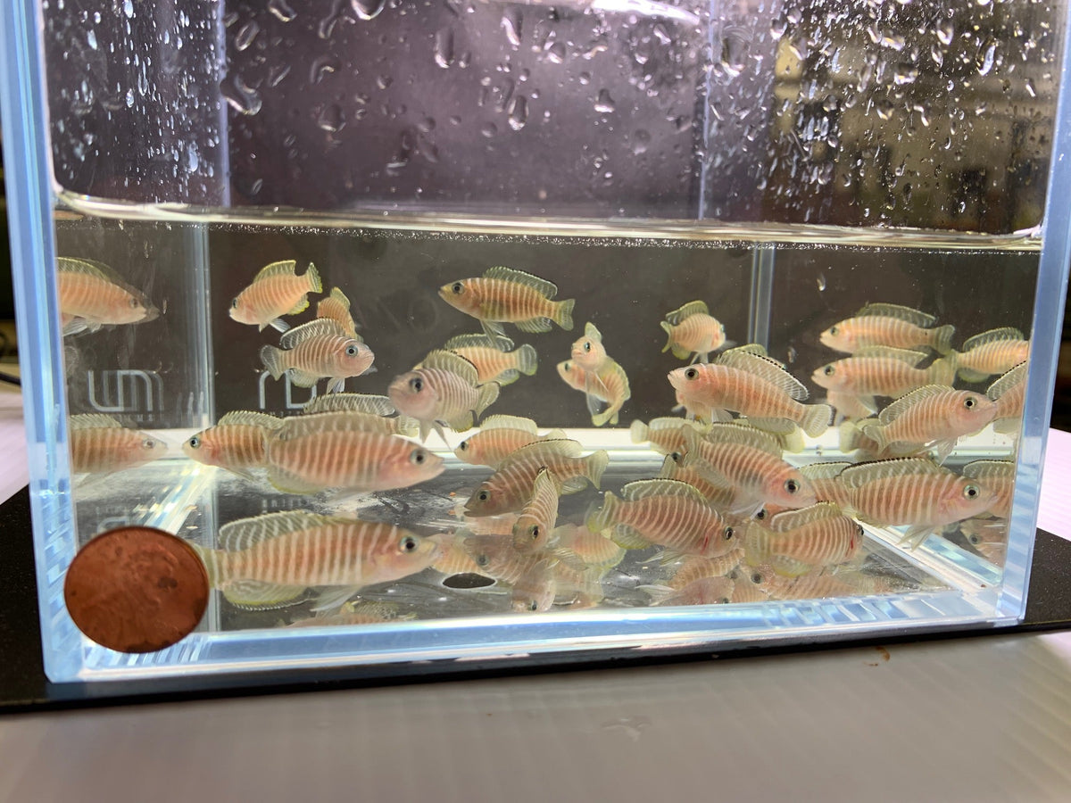 Neolamprologus similis- Zebra Shell Dweller (1.5"-2") – Aqua Huna