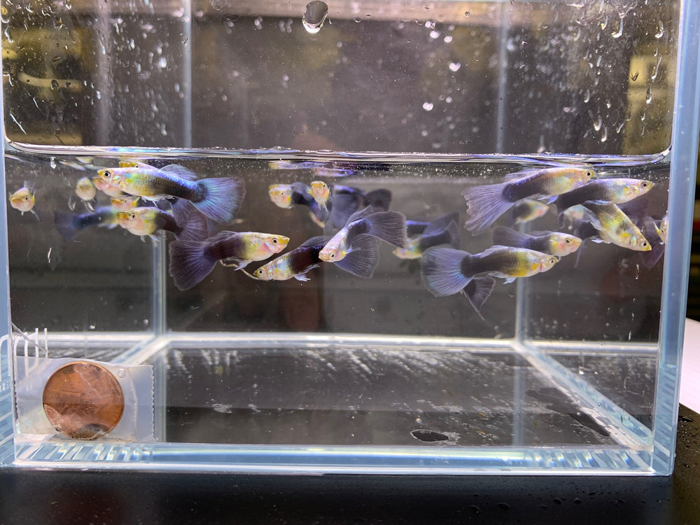 Guppy & Endler | Vibrant Freshwater Livebearers