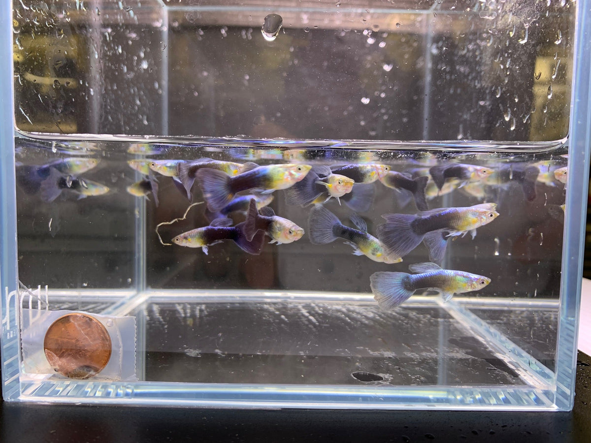 Neon Blue Metallic Guppy (Male) - Vivid Aquatic Beauty – Aqua Huna