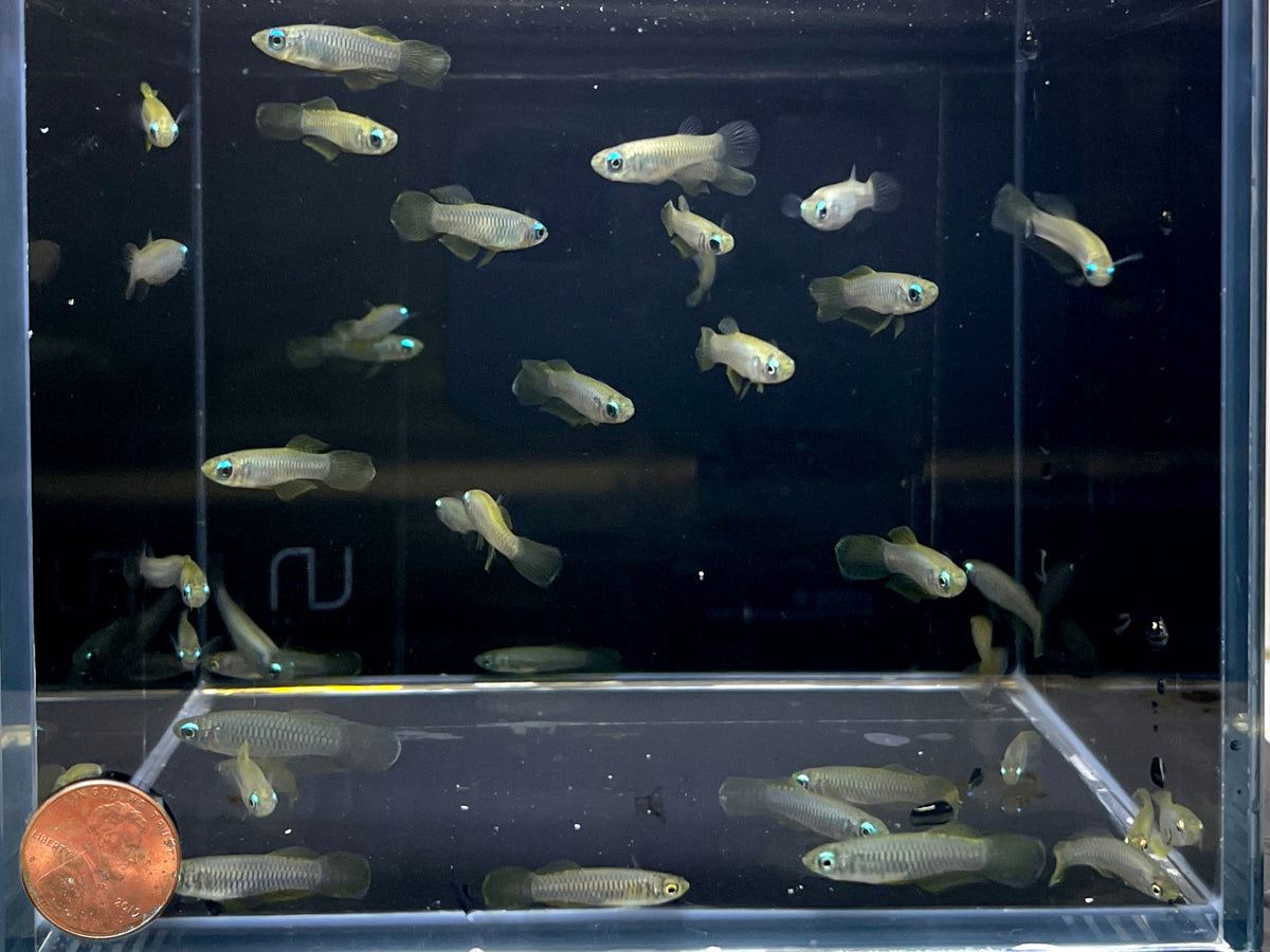 Norman's Lampeye Killi - Unique Freshwater Fish for Sale – Aqua Huna