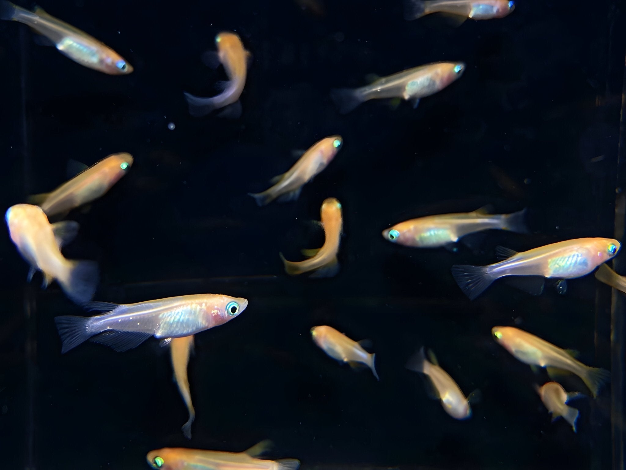 Orange Medaka Ricefish - Unique Exotic Freshwater Fish