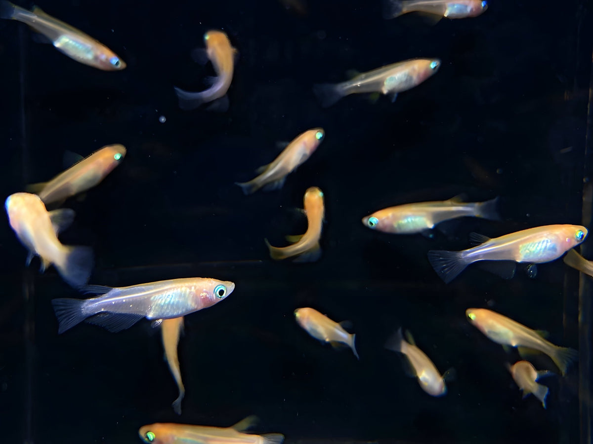 Orange Medaka Ricefish - Unique Exotic Freshwater Fish – Aqua Huna