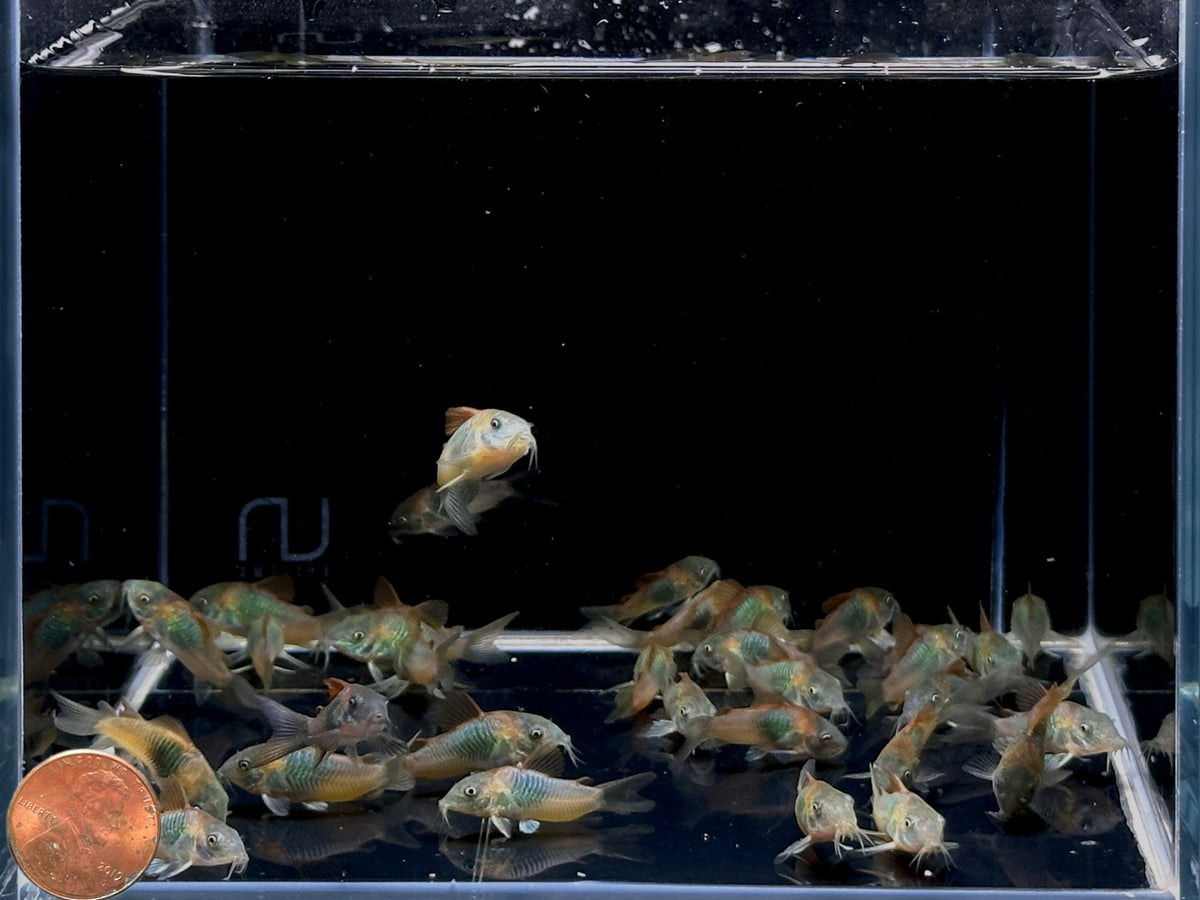 Orange Venezuelan Cory - Vibrant Catfish for Freshwater Tank – Aqua Huna