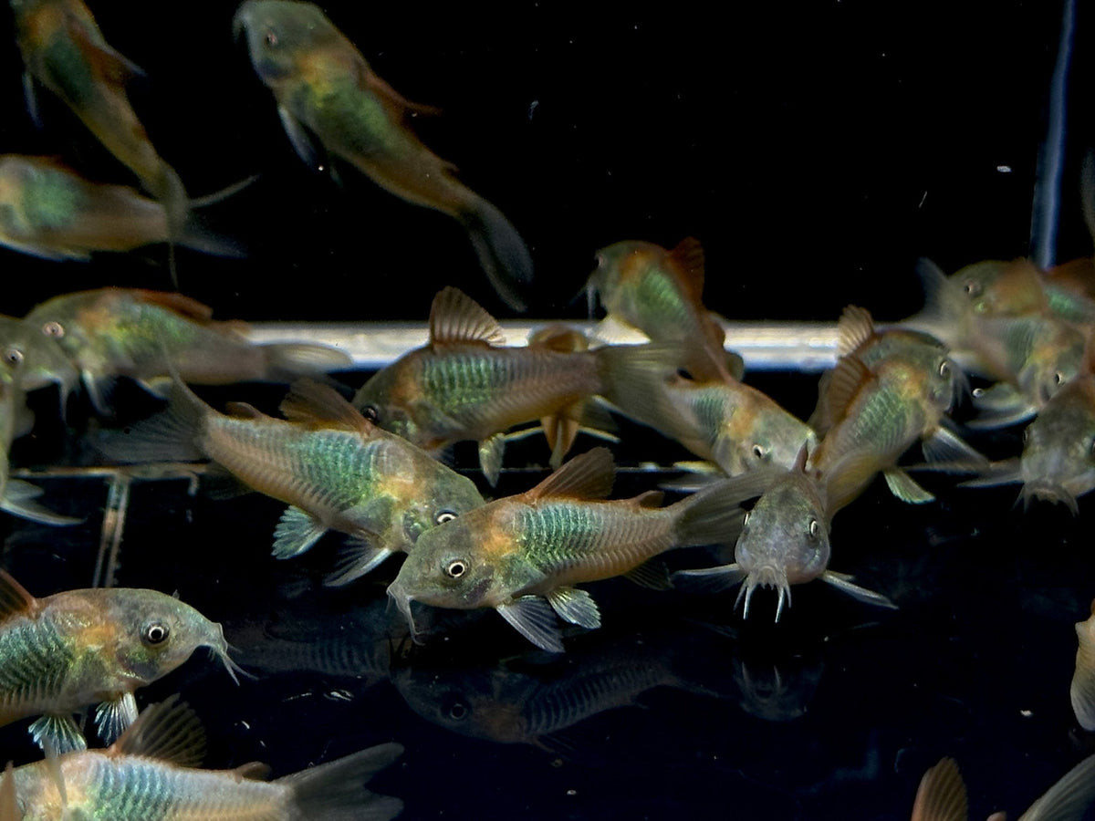 Orange Venezuelan Cory - Vibrant Catfish for Freshwater Tank – Aqua Huna