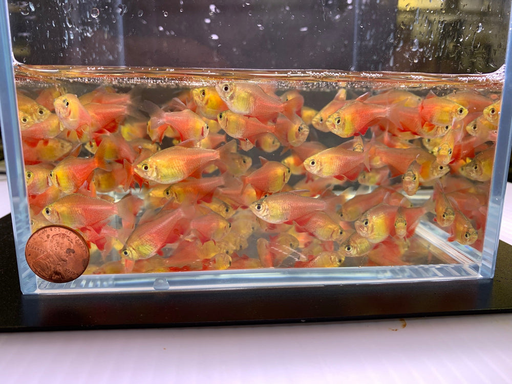 Orange (Von Rio) Tetra - Active Freshwater Community Fish