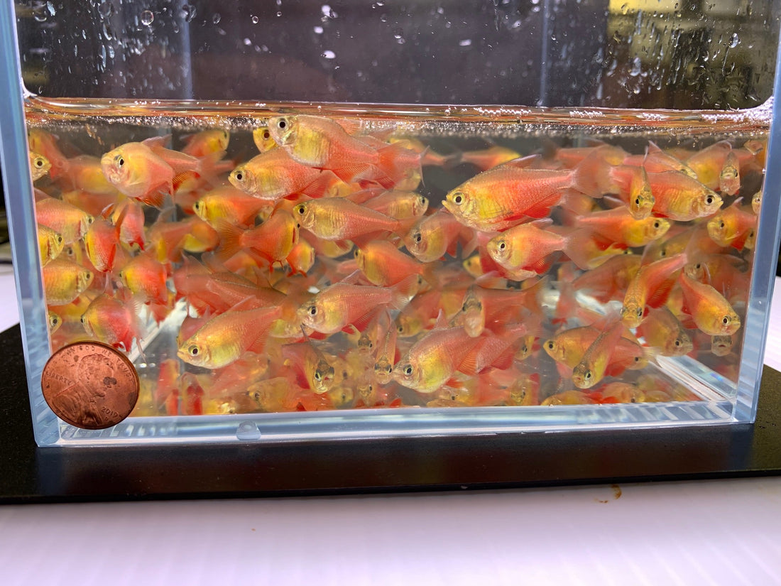Orange (Von Rio) Tetra - Active Freshwater Community Fish