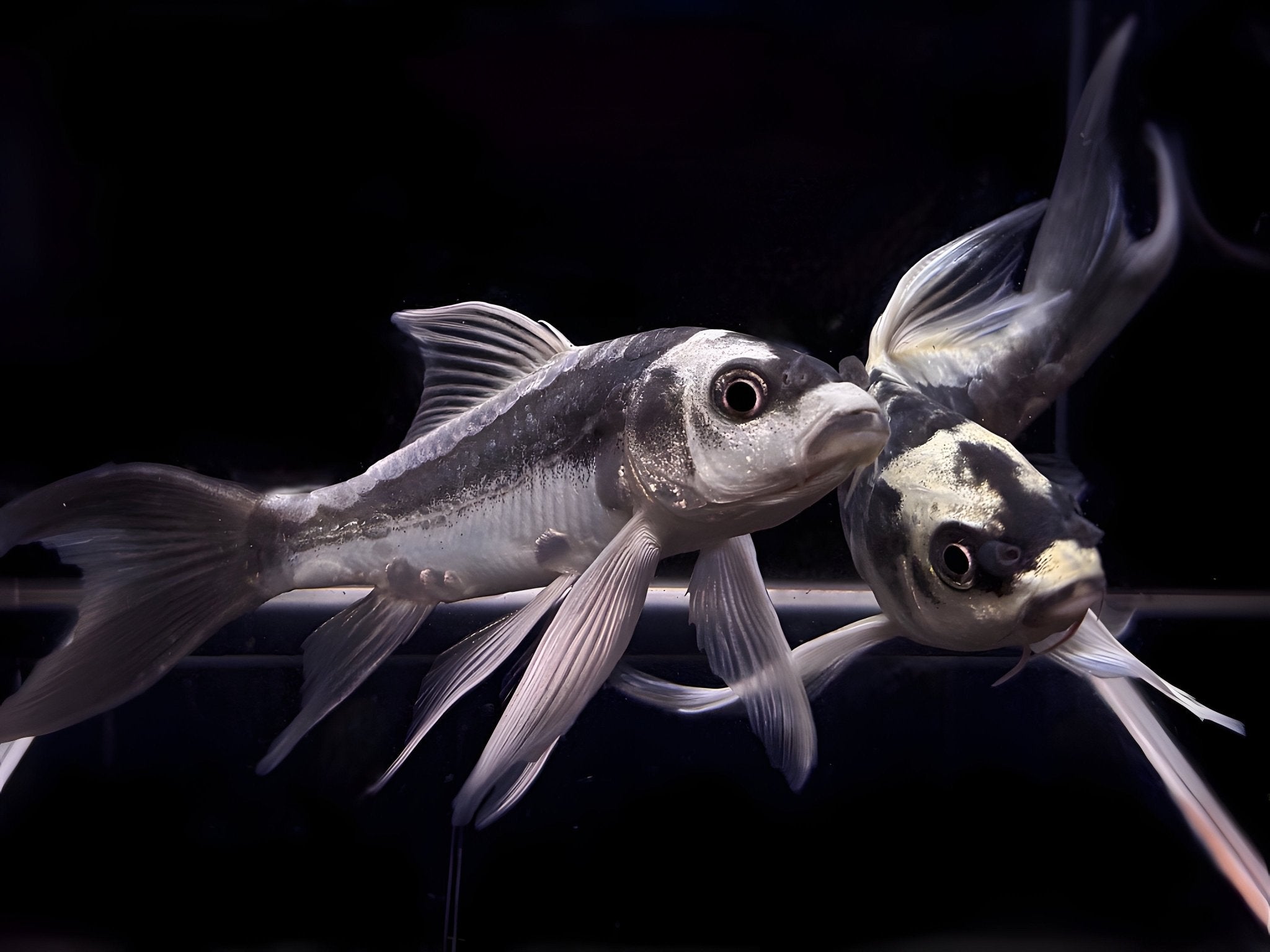 Panda Butterfly Koi (4-5") - Elegant Pond Fish for Sale