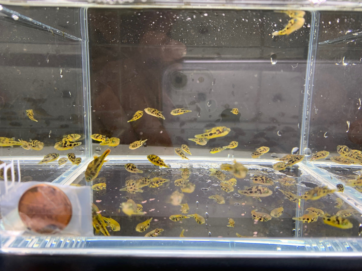 Pea Puffer - Miniature Freshwater Delight for Your Tank – Aqua Huna