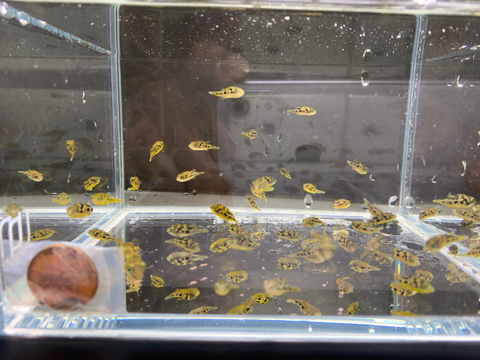 Pea Puffer - Miniature Freshwater Delight for Your Tank