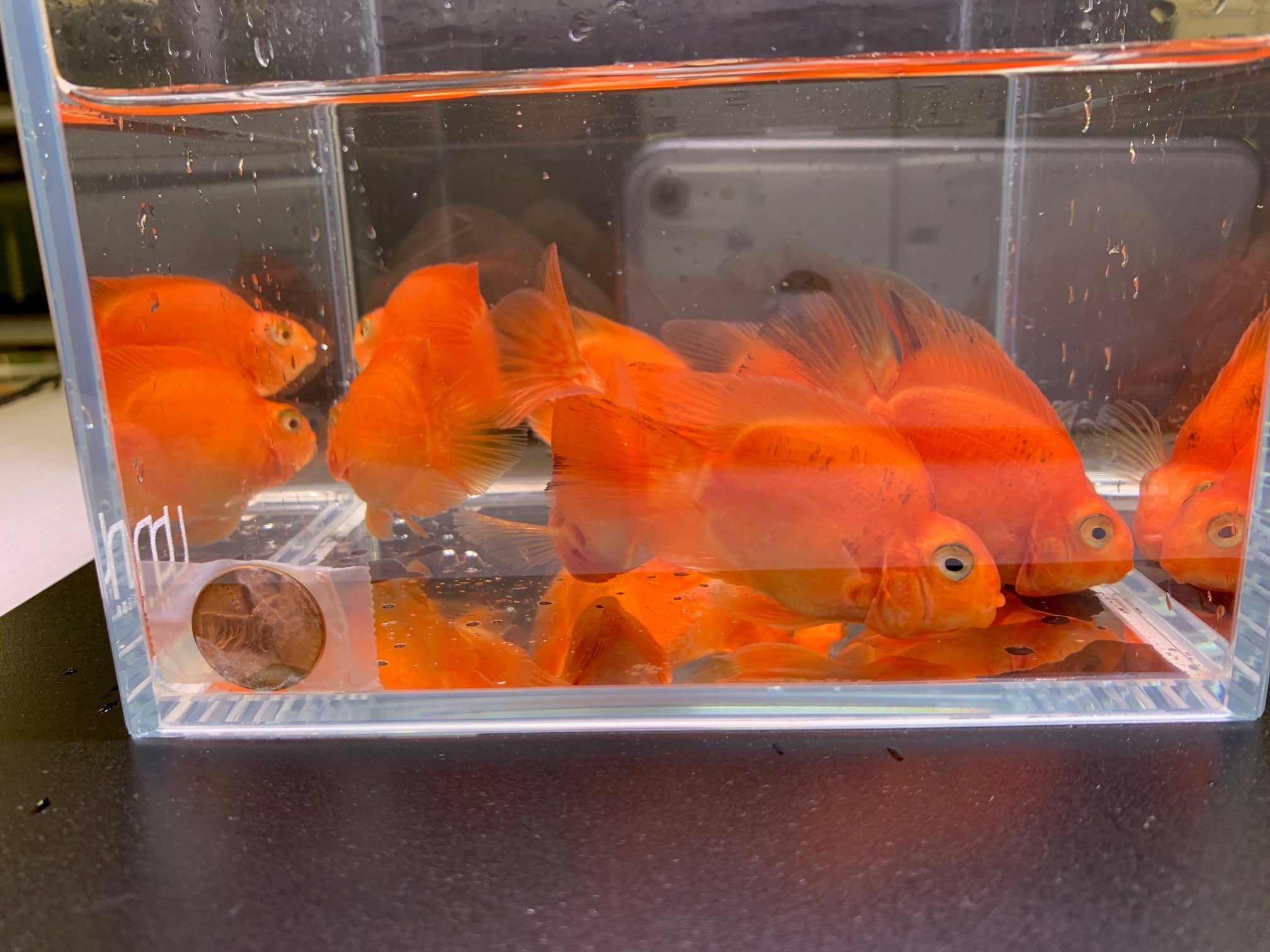 Persimmon Parrot (Grade A) - Premium Colorful Aquarium Gem