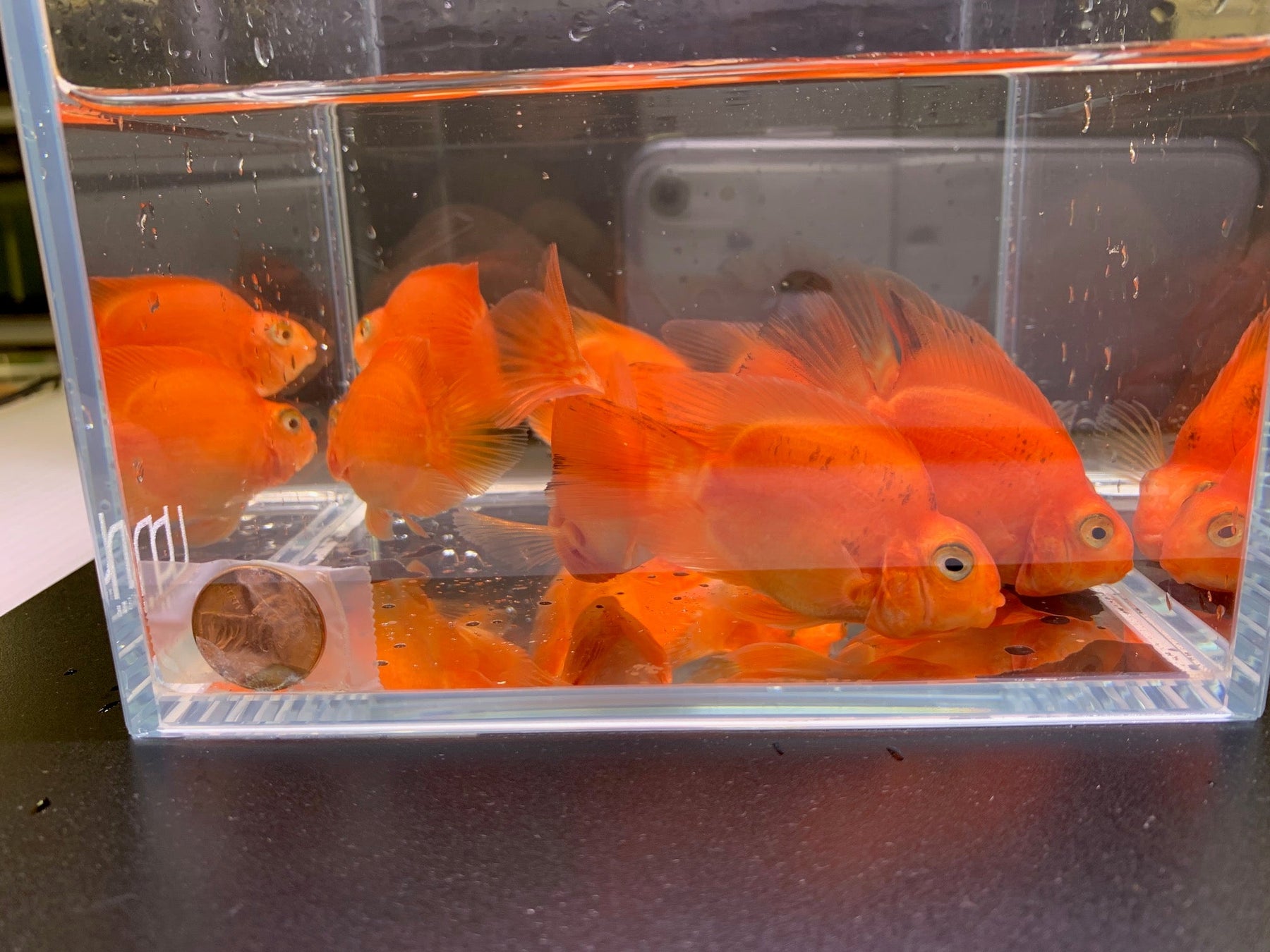 Persimmon Parrot (Grade A) - Premium Colorful Aquarium Gem