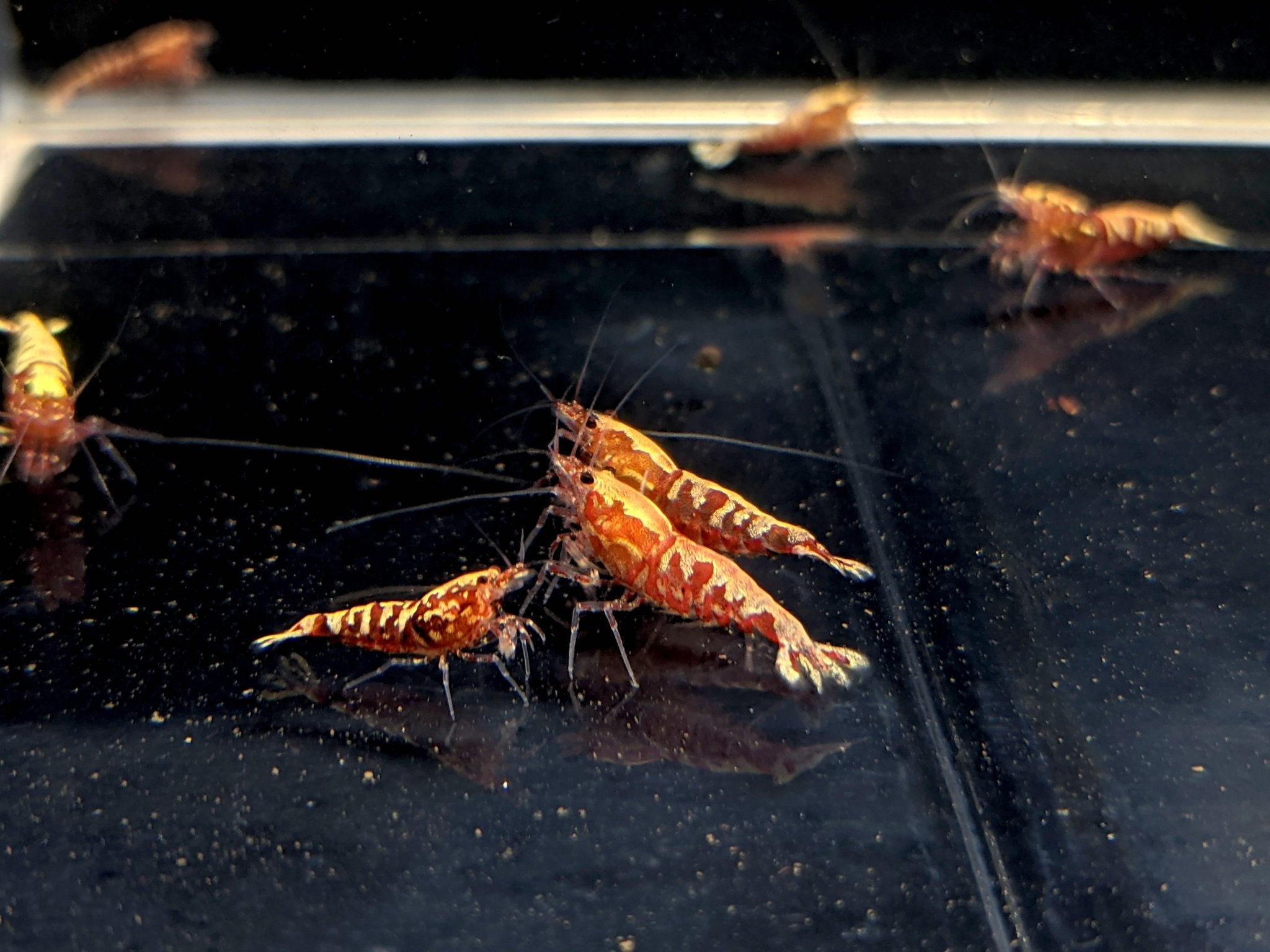 Pinto Galaxy Fishbone Red Shrimp - Grade A Premium Shrimp