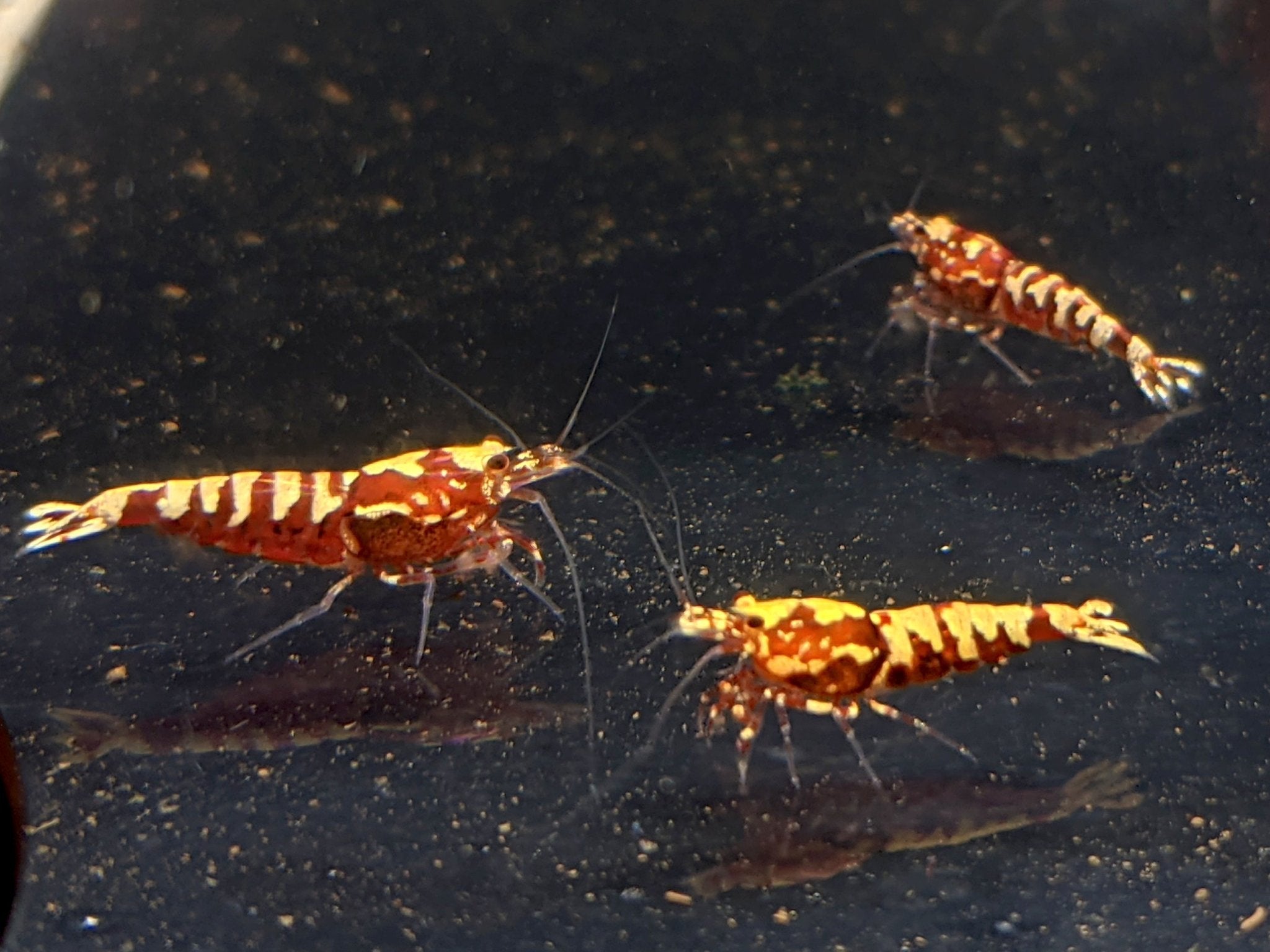 Pinto Galaxy Zebra Red Shrimp - Grade A Premium Shrimp