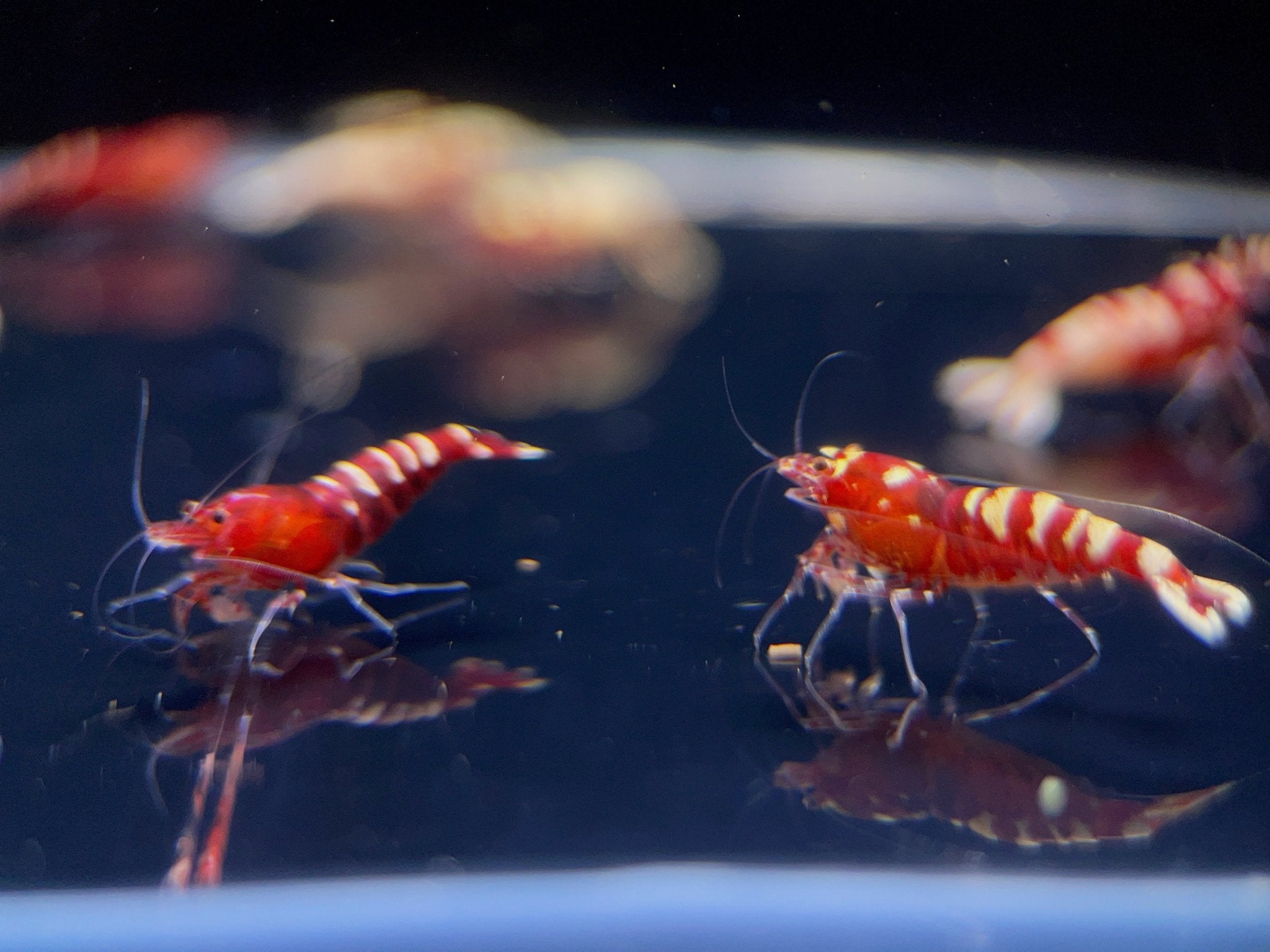 Pinto Red Spotted Shrimp - Colorful Aquarium Accent