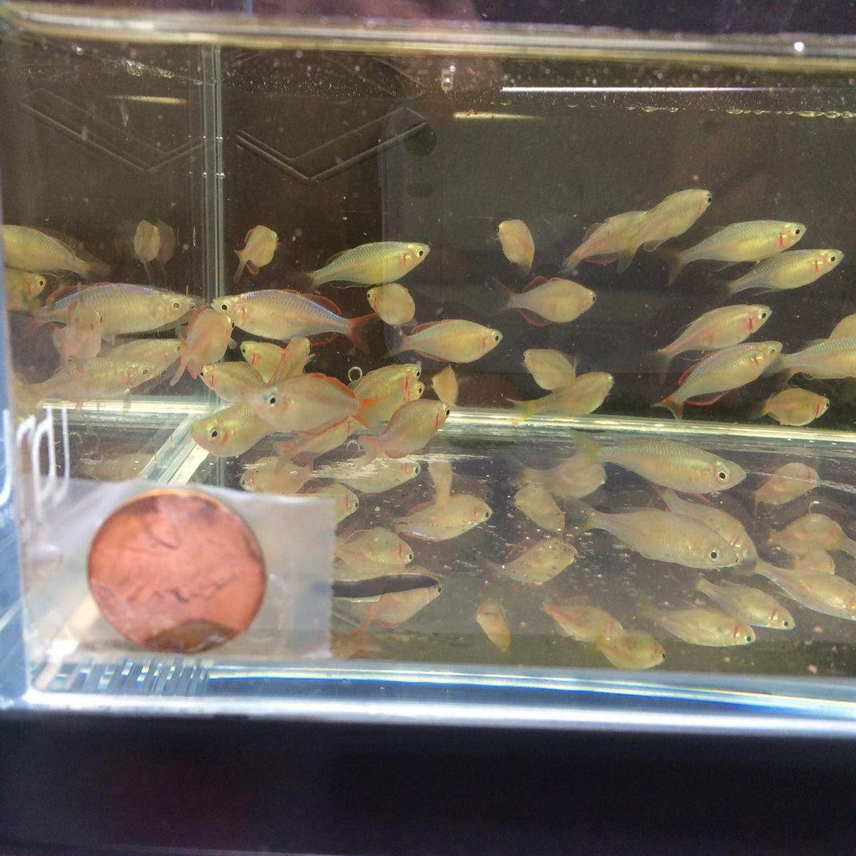 Praecox Rainbow / Neon Dwarf Rainbow Fish - Petite Beauty – Aqua Huna