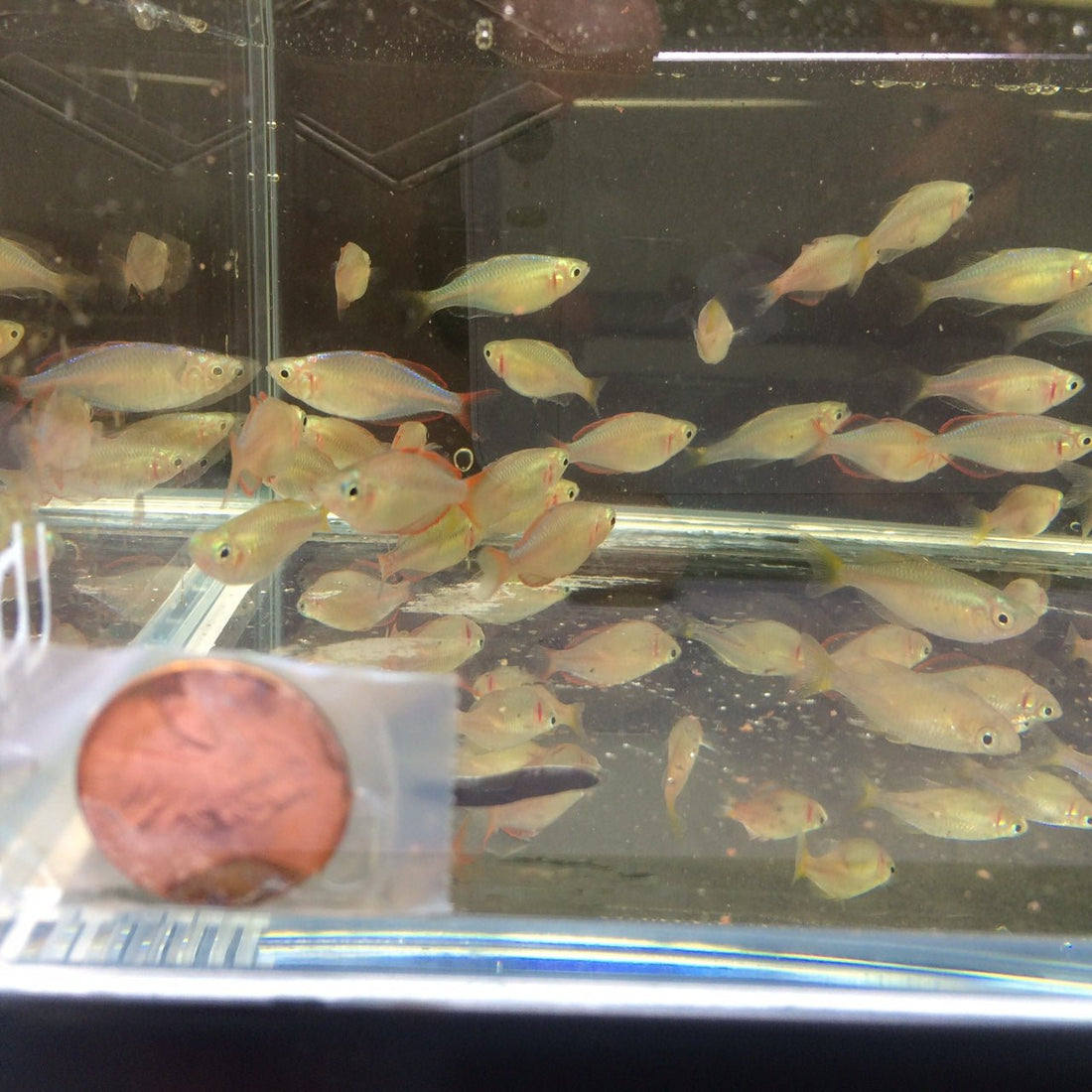Praecox Rainbow / Neon Dwarf Rainbow Fish - Petite Beauty