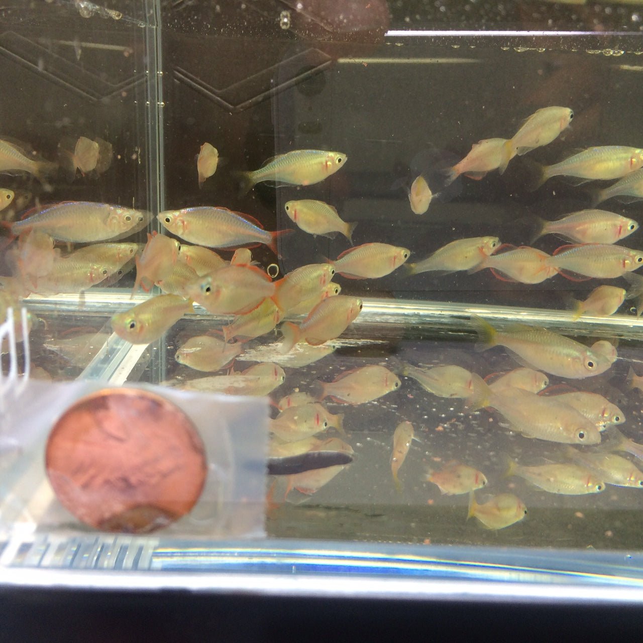 Praecox Rainbow / Neon Dwarf Rainbow Fish - Petite Beauty