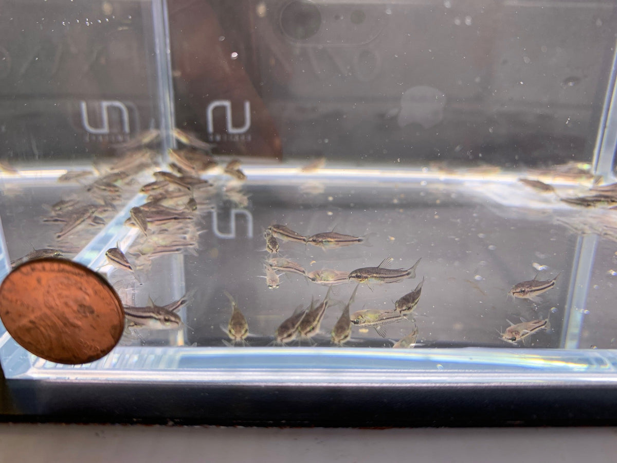 Pygmy Corydora - Mini Freshwater Aquarium Catfish for Sale