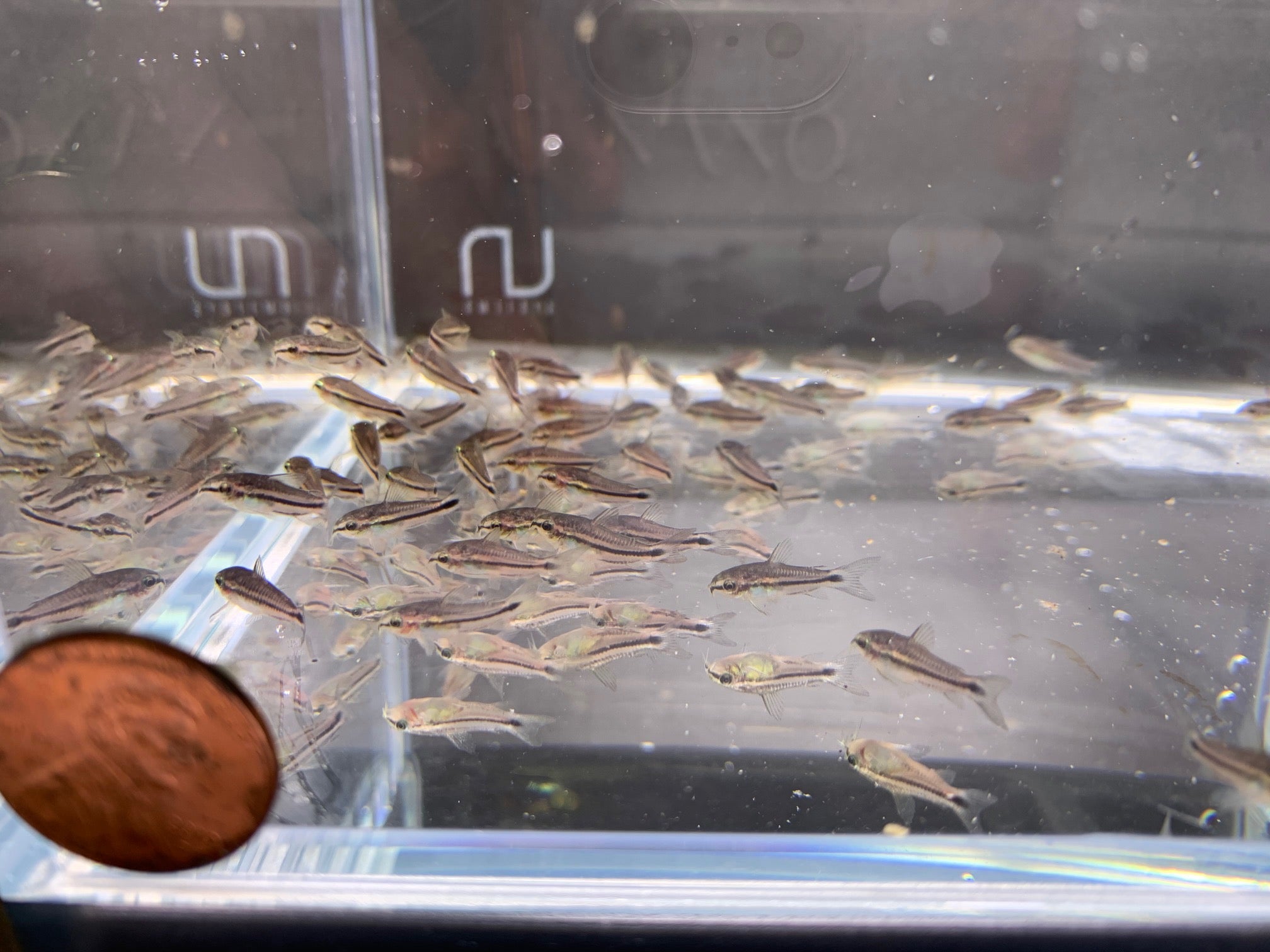 Pygmy Corydora - Mini Freshwater Aquarium Catfish for Sale