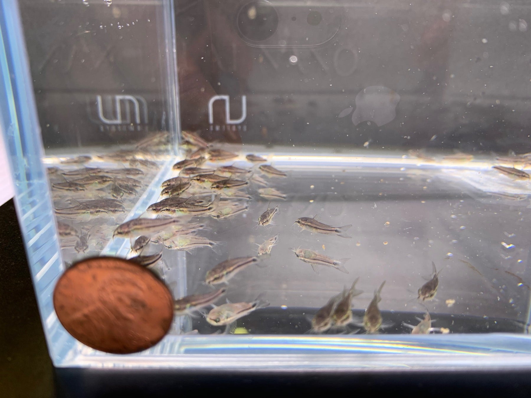 Pygmy Corydora - Mini Freshwater Aquarium Catfish for Sale