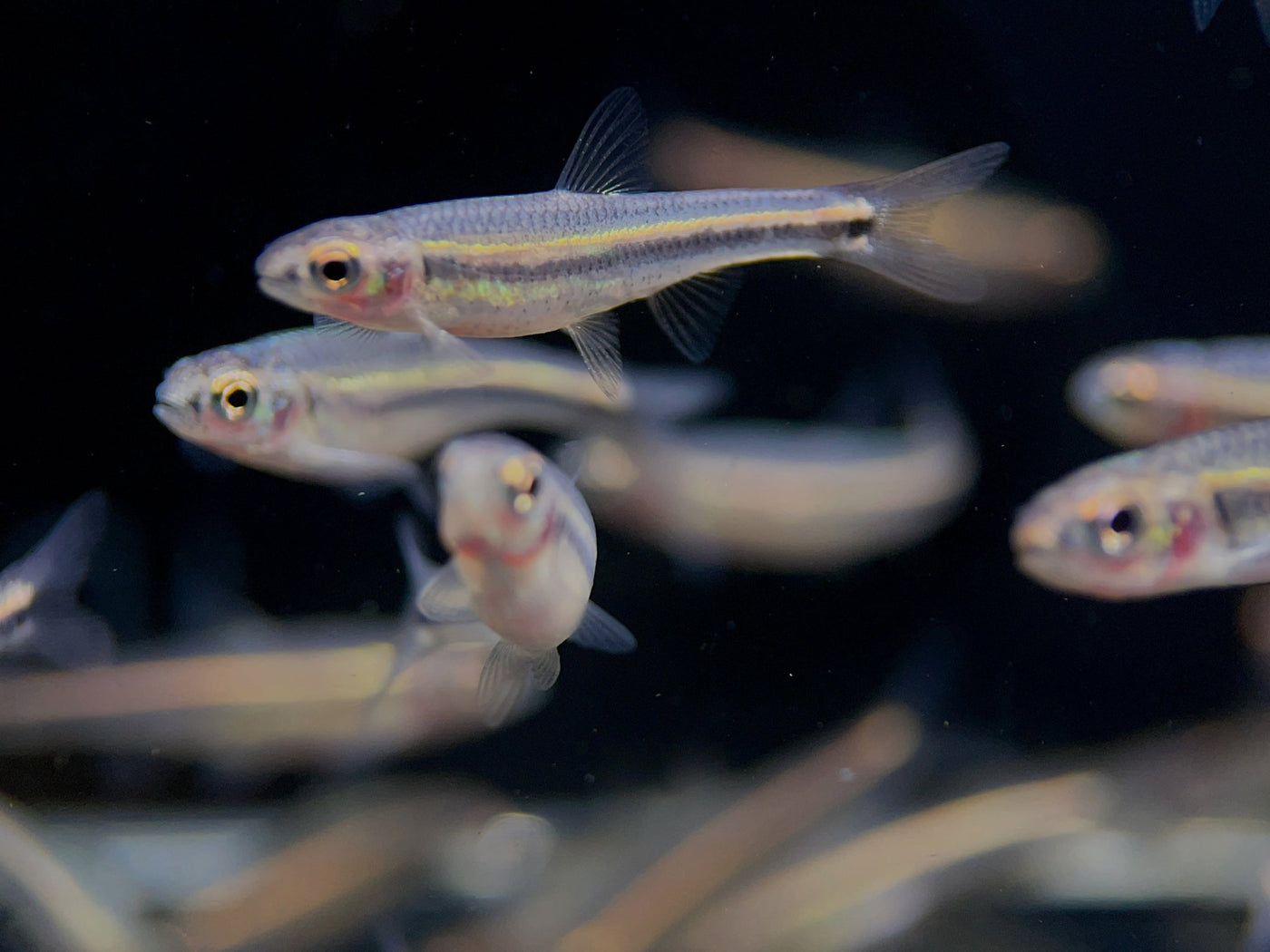 Rainbow Fish | Vibrant Freshwater Aquarium Species
