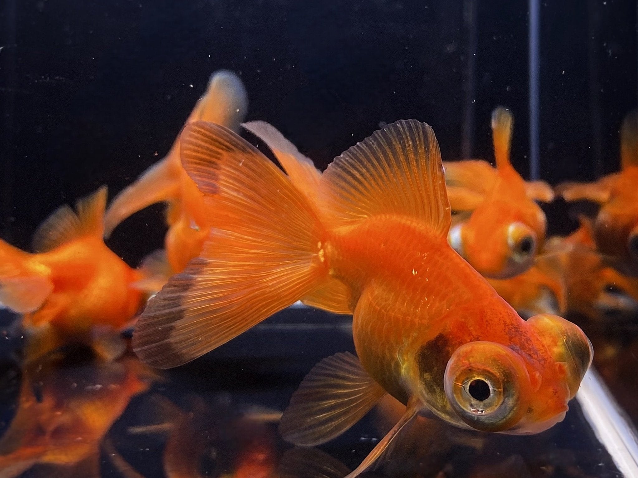 Red Butterfly Tail Goldfish (2-2.5") - Vibrant Pond Fish