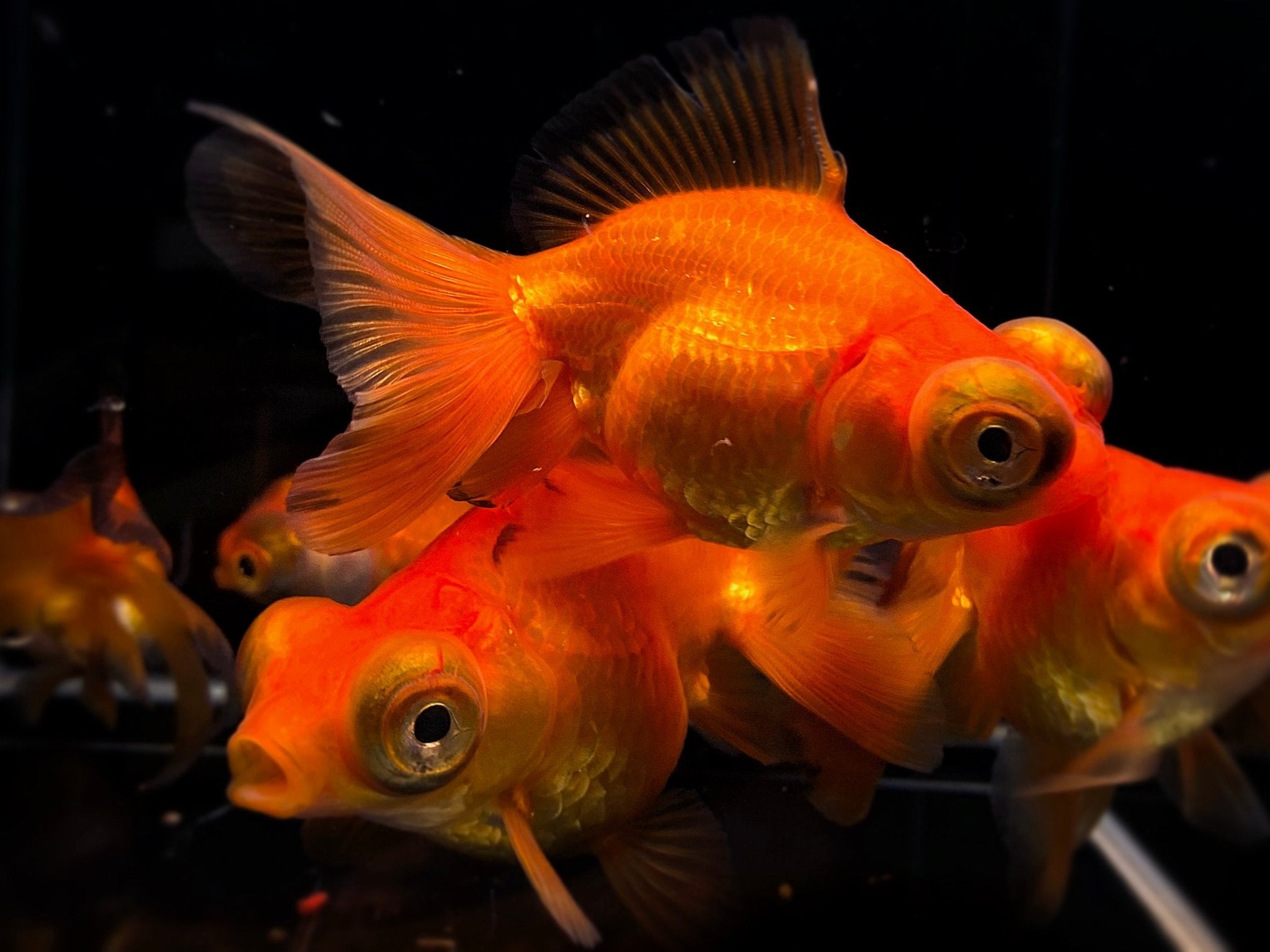 Red Butterfly Tail Goldfish (3") - Elegant Goldfish Variant