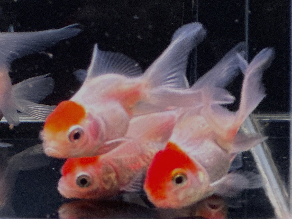 Red Cap Oranda Goldfish (2-2.5") - Vibrant Aquatic Charm – Aqua Huna