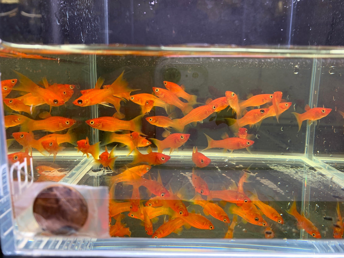 Red Copper Lyretail Molly-Vivid Aquatic Beauty for Your Tank – Aqua Huna