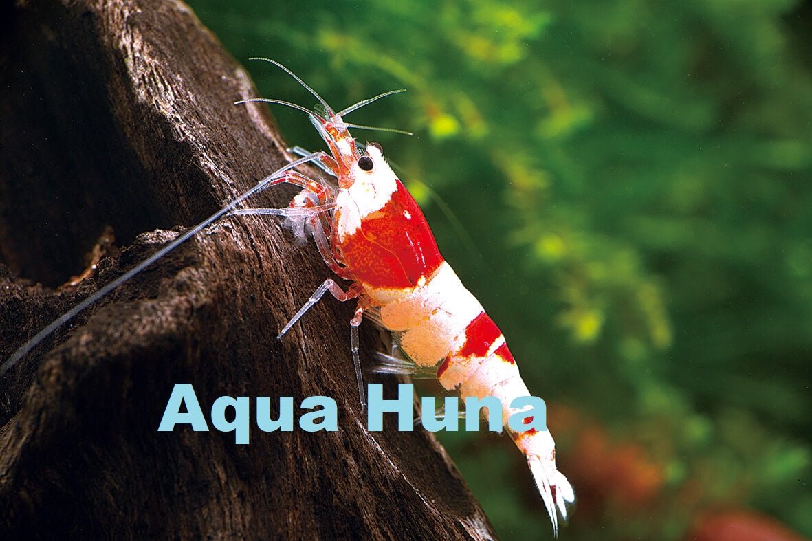 Red Crystal Shrimp (Grade S) - Stunning Tank Accent – Aqua Huna