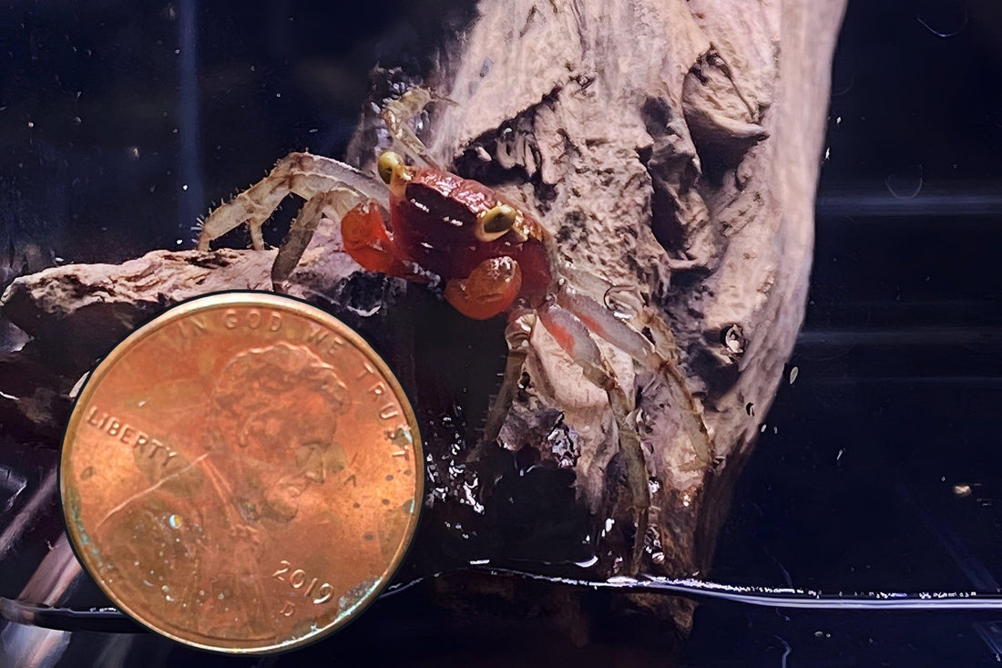 Red Devil Crab - Vibrant Freshwater Crab for Aquarium
