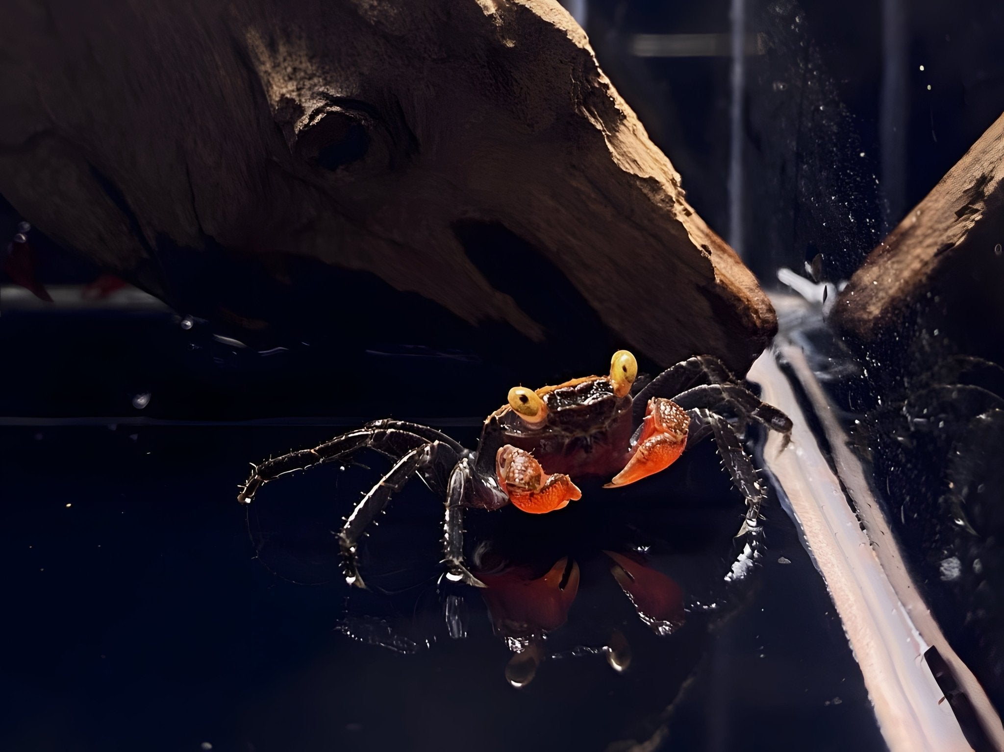 Red Devil Crab - Vibrant Freshwater Crab for Aquarium