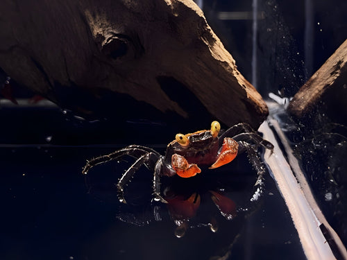 Red Devil Crab - Vibrant Freshwater Crab for Aquarium