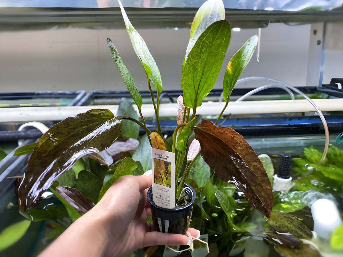 Red Flame Sword (Potted Plant) - Vibrant Aquatic Beauty – Aqua Huna