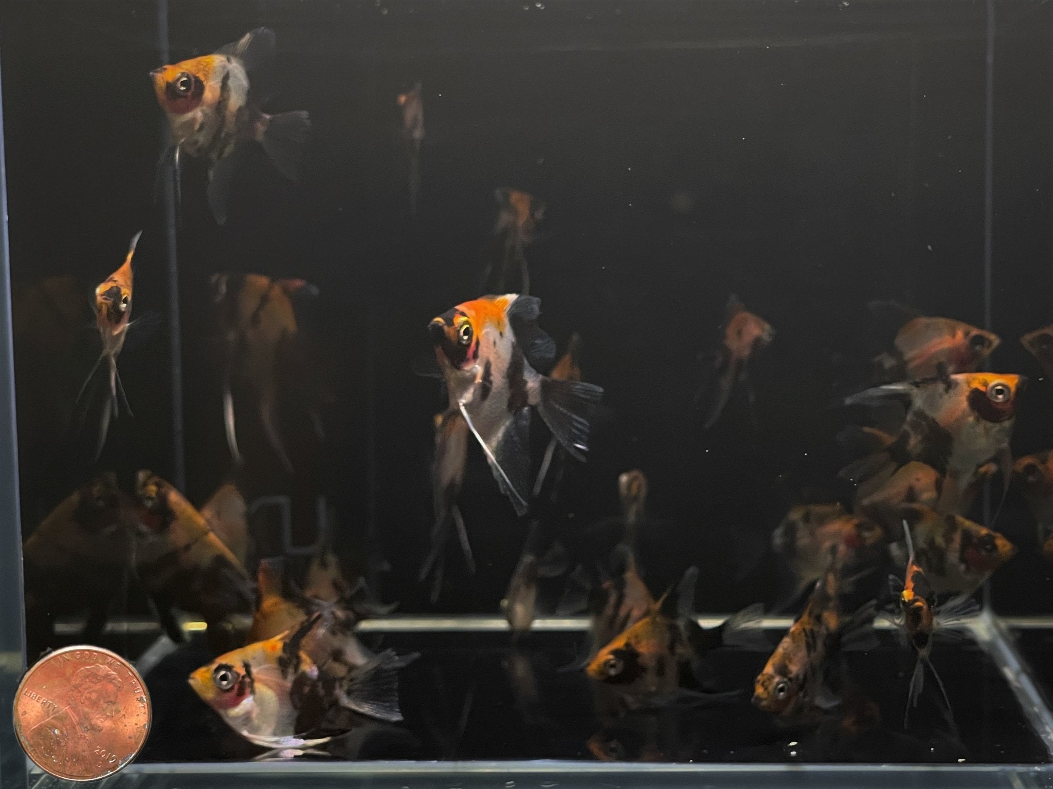 Red Head Koi Angelfish (Size S/M) - Unique Exotic Fish