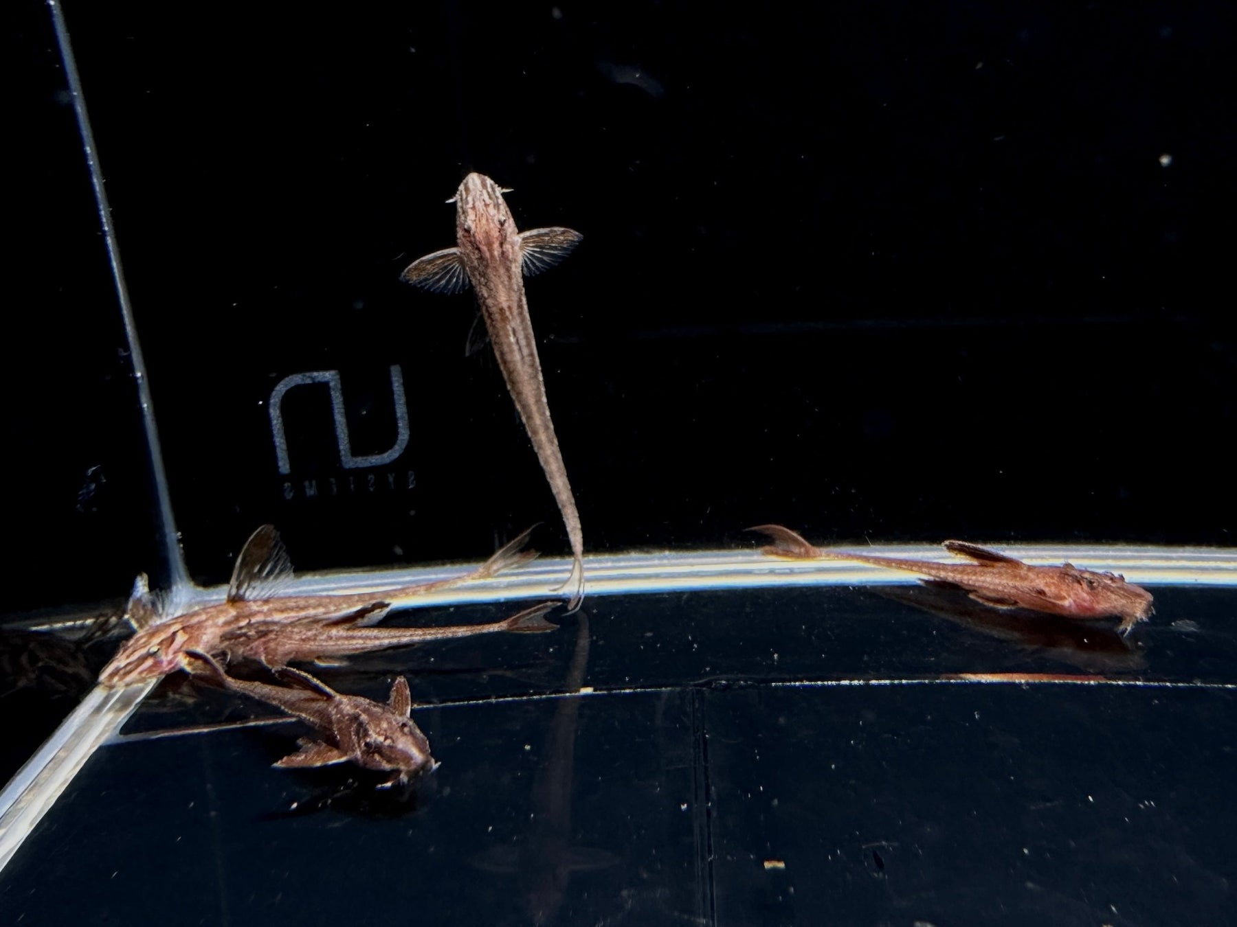 Red Lizard Whiptail Catfish - Eye-catching Tank Addition