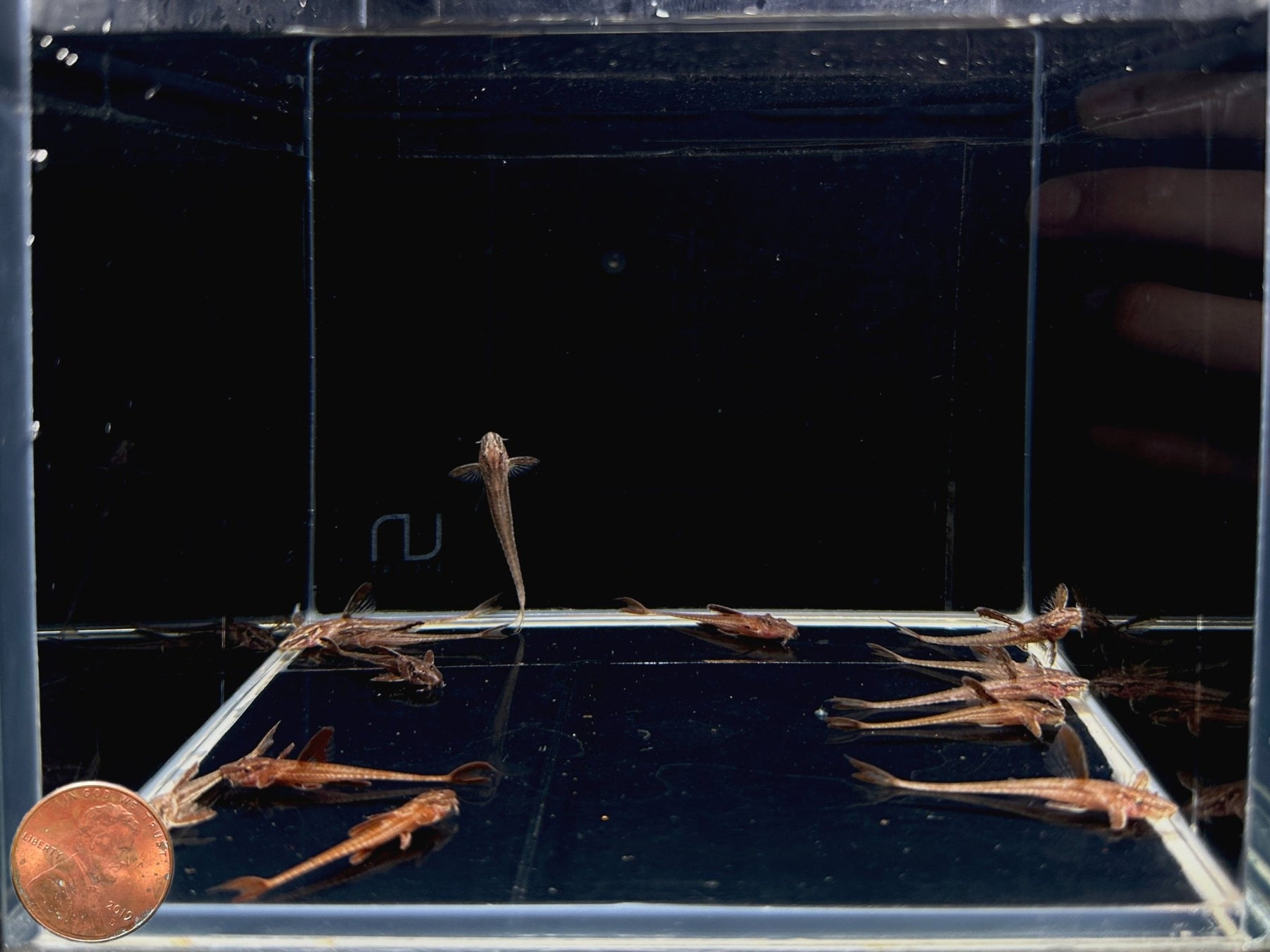 Red Lizard Whiptail Catfish - Eye-catching Tank Addition