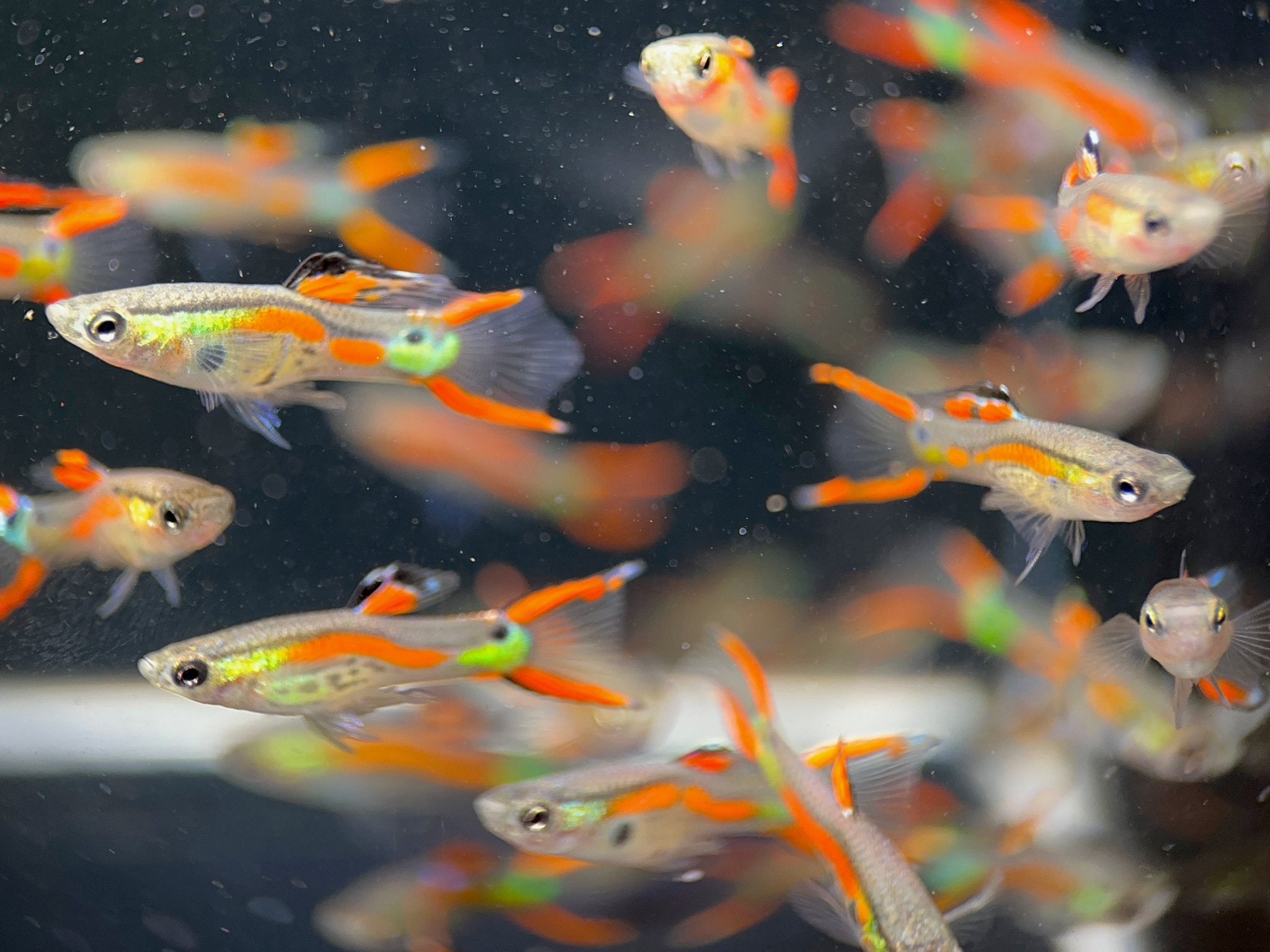 Red Neon Double Sword Endler(Male) - Vibrant Freshwater Fish