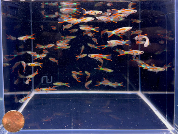 Red Neon Double Sword Endler(Male) - Vibrant Freshwater Fish