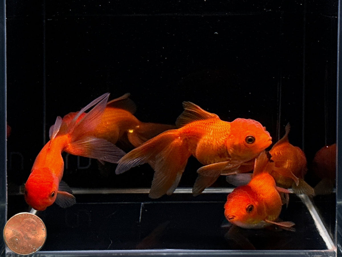 Red Oranda Goldfish (3") - Vibrant Fins for Your Tank – Aqua Huna