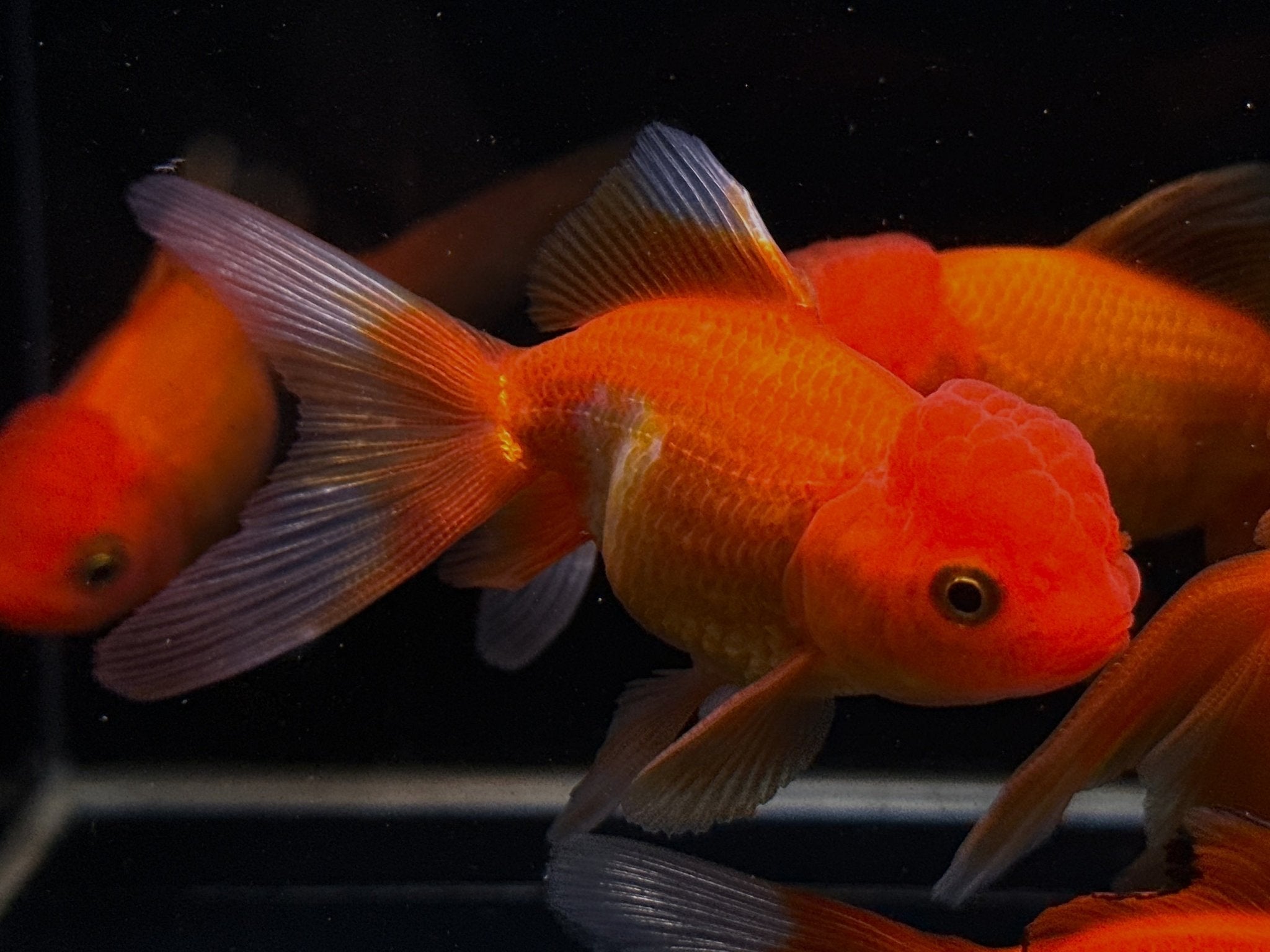 Red Oranda Goldfish (3") - Vibrant Fins for Your Tank