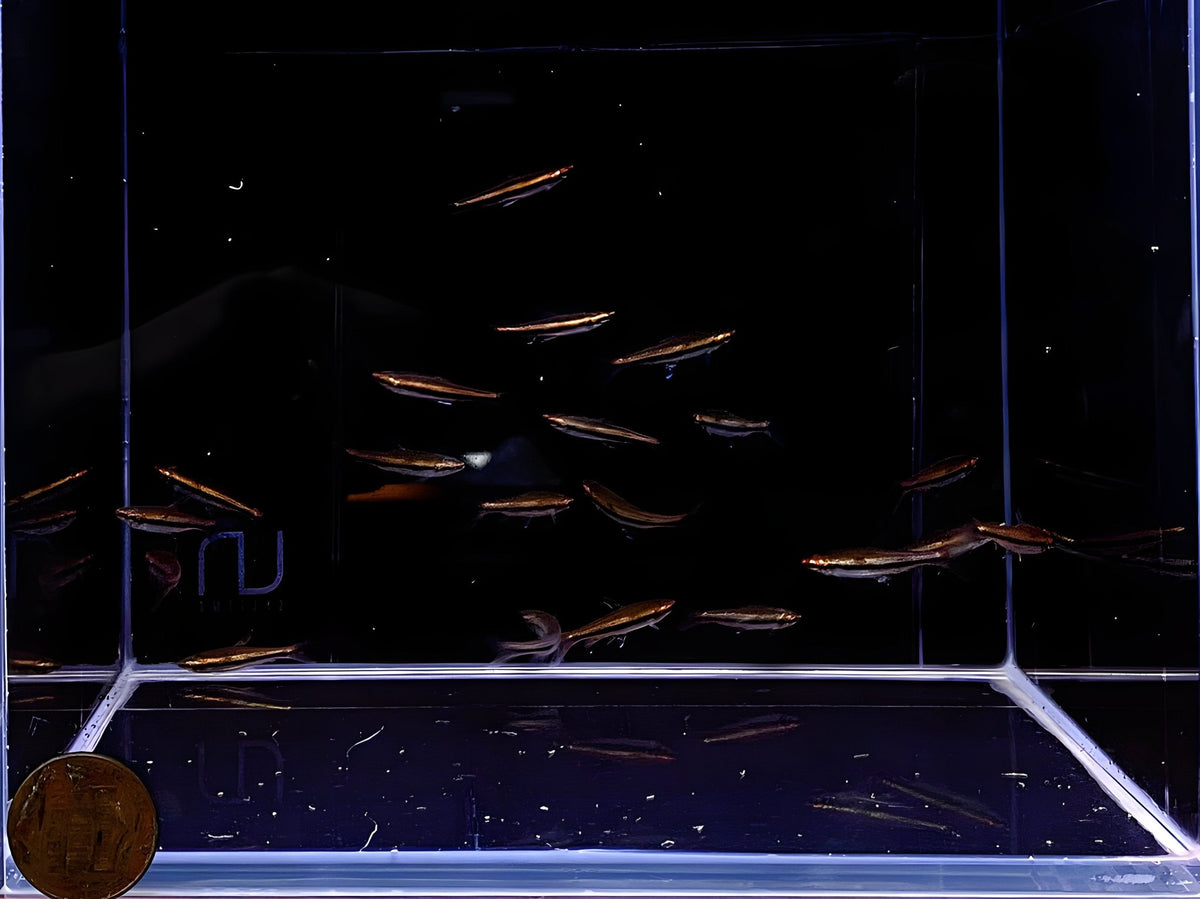 Red Shining Pencilfish - Vibrant Freshwater Fish for Sale – Aqua Huna