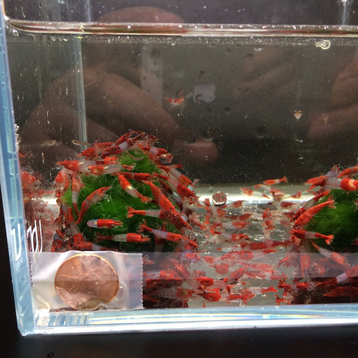 Red Rili Shrimp - Vibrant Freshwater Shrimps for Sale – Aqua Huna