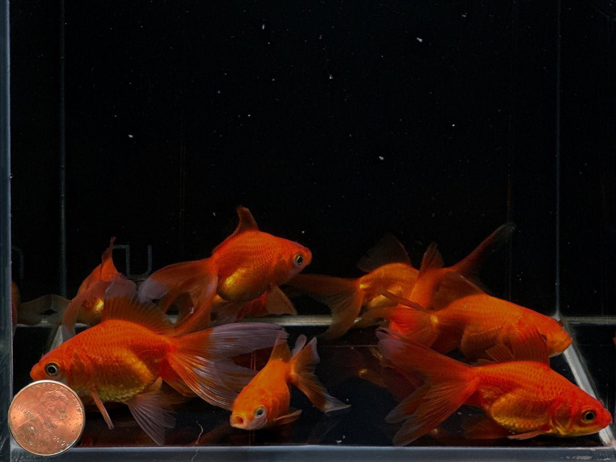 Red Ryukin Goldfish (2-2.5") - Vibrant Fins for Your Tank – Aqua Huna