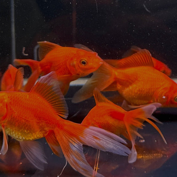Red Ryukin Goldfish