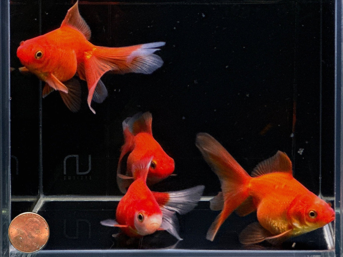 Red Ryukin Goldfish (3") - Brilliant Aquatic Beauty – Aqua Huna